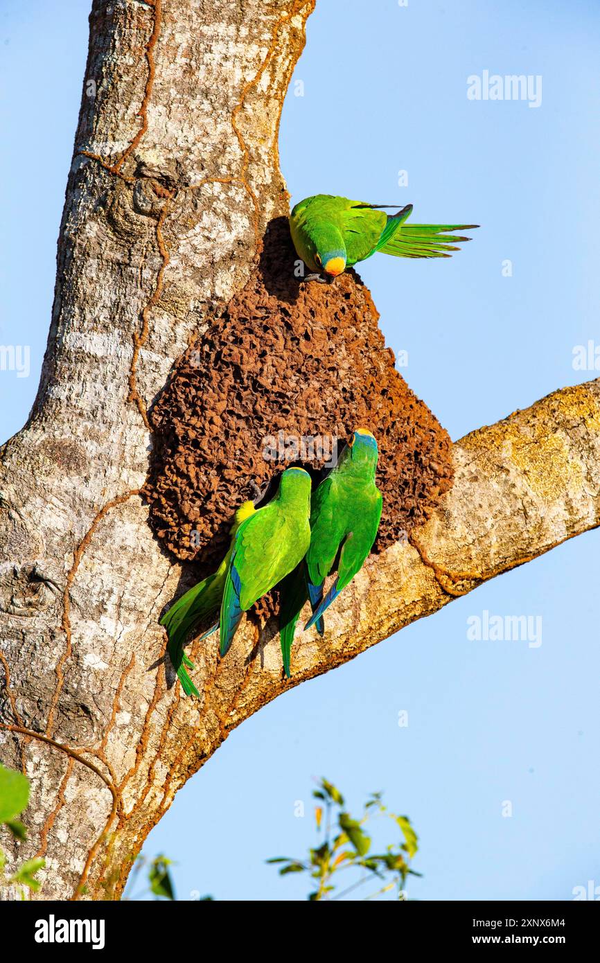Peach-fronted conure (Aratinga aurea) Pantanal Brazil Stock Photo - Alamy