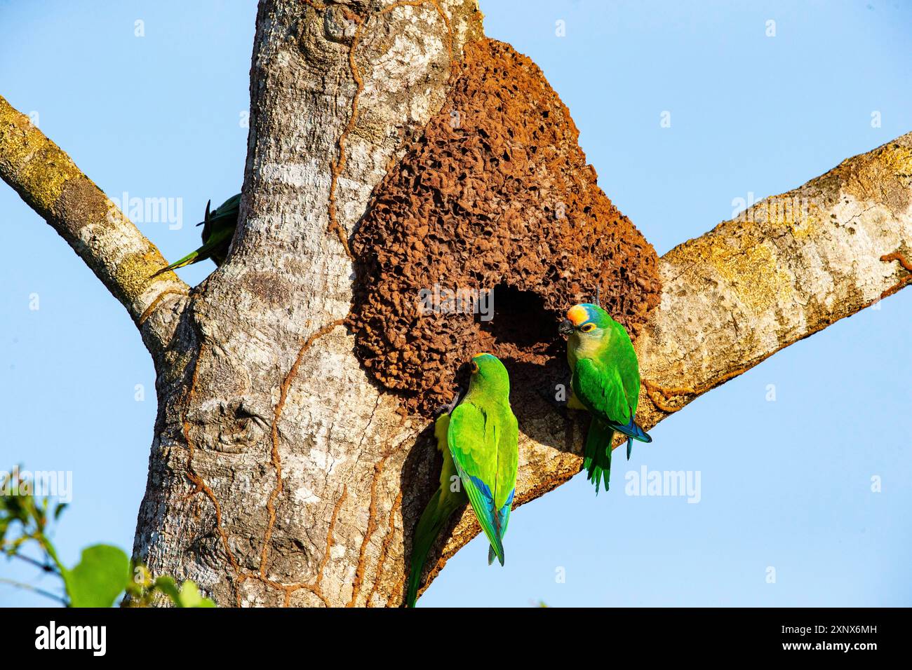 Peach-fronted conure (Aratinga aurea) Pantanal Brazil Stock Photo - Alamy