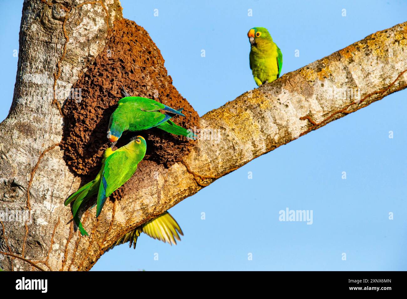 Peach-fronted conure (Aratinga aurea) Pantanal Brazil Stock Photo - Alamy