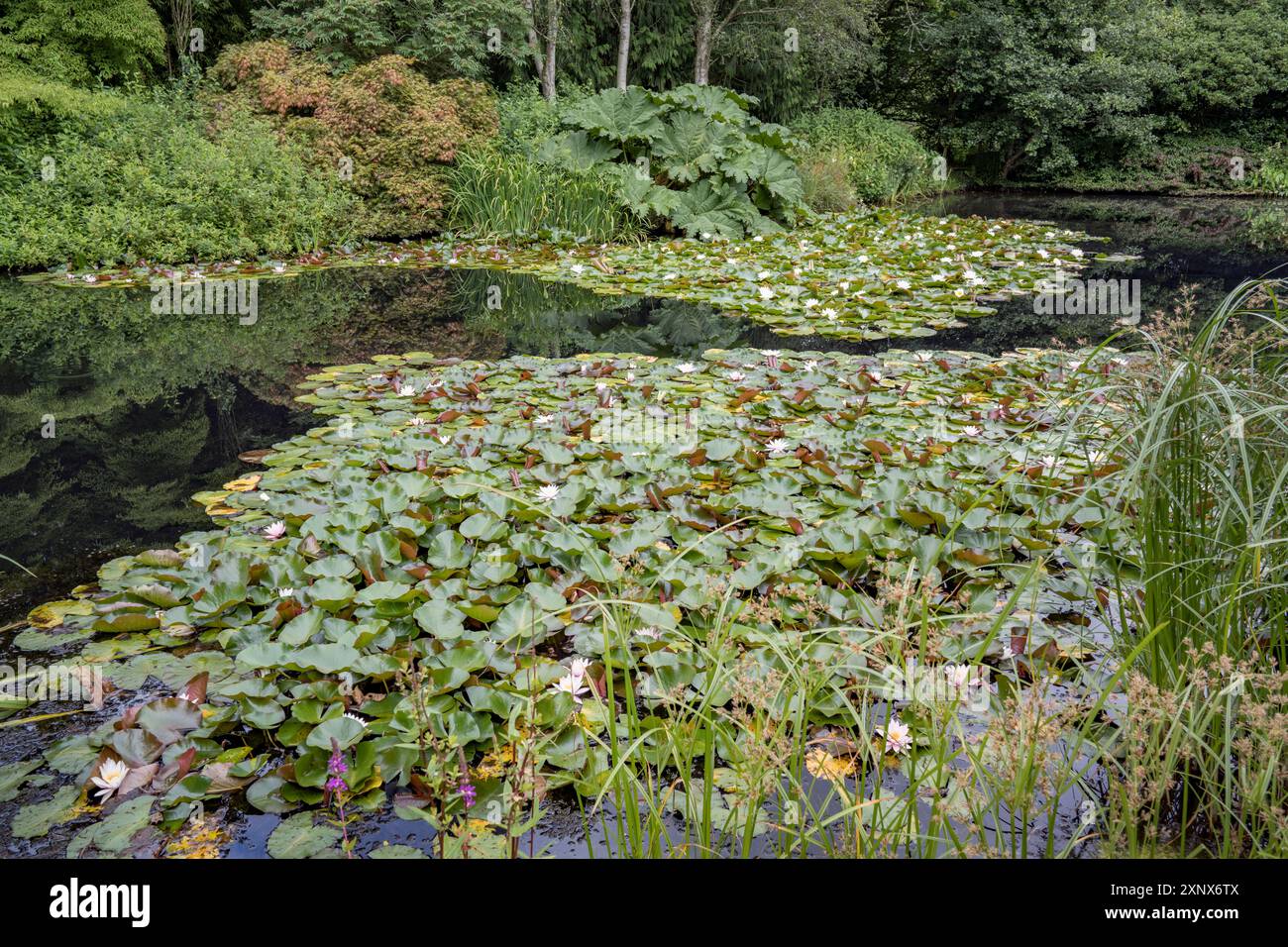 Summer lily tropical ponds hi-res stock photography and images - Alamy