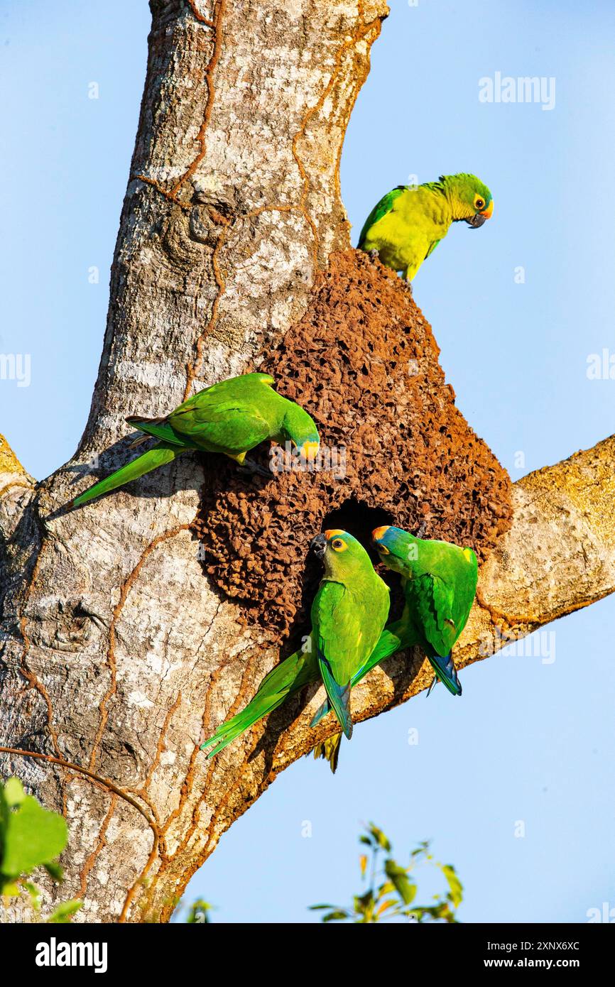 Peach-fronted conure (Aratinga aurea) Pantanal Brazil Stock Photo - Alamy