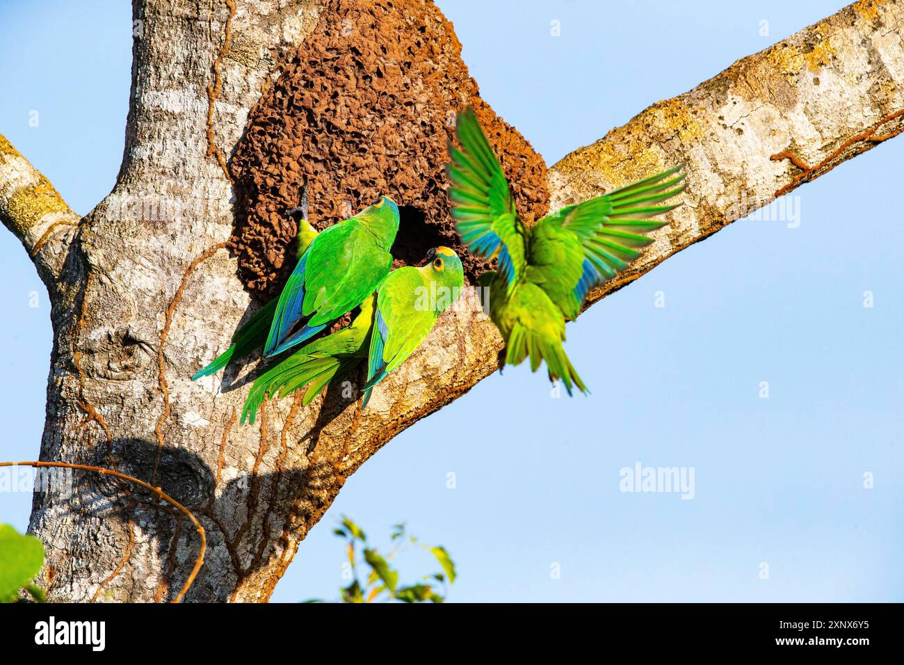 Peach-fronted conure (Aratinga aurea) Pantanal Brazil# Stock Photo - Alamy