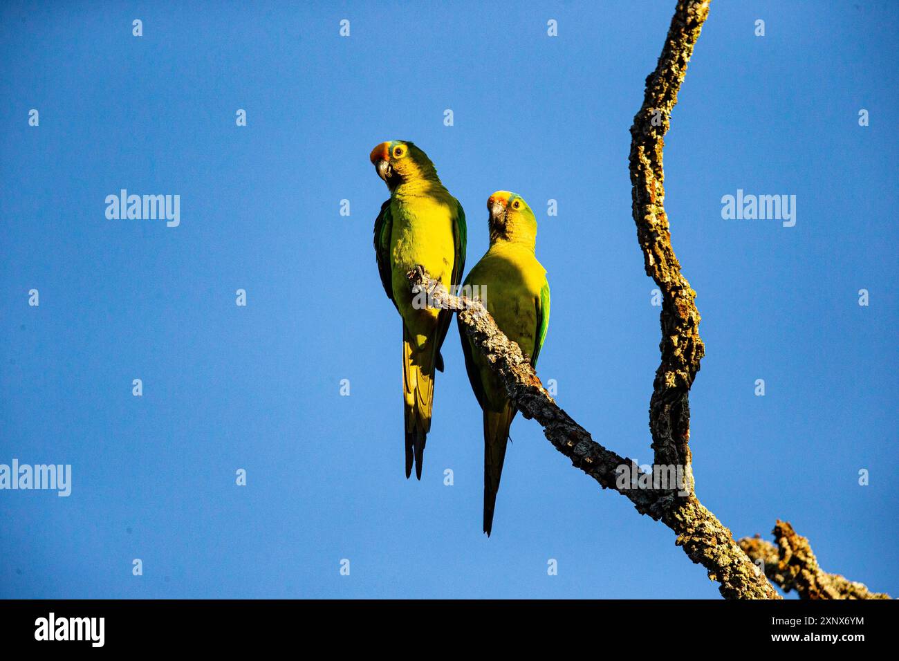 Peach-fronted conure (Aratinga aurea) Pantanal Brazil# Stock Photo - Alamy