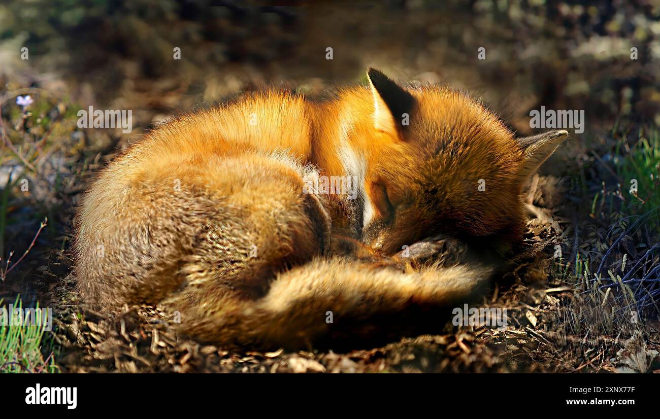 A fox (Vulpes vulpes) curled up and sleeping in the forest, surrounded ...