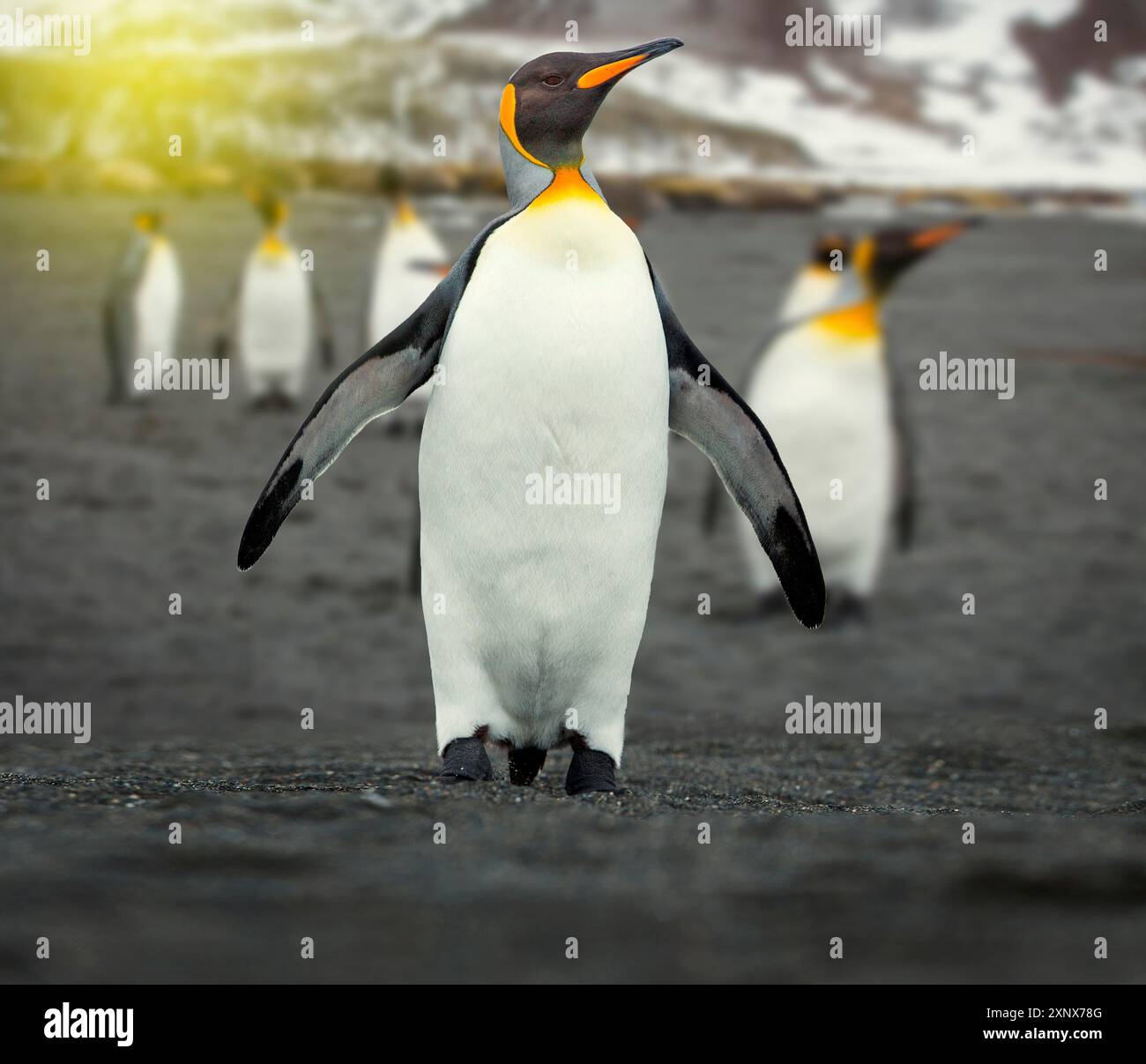 A penguin colony in Antarctica, portrait of a king penguin in the ...
