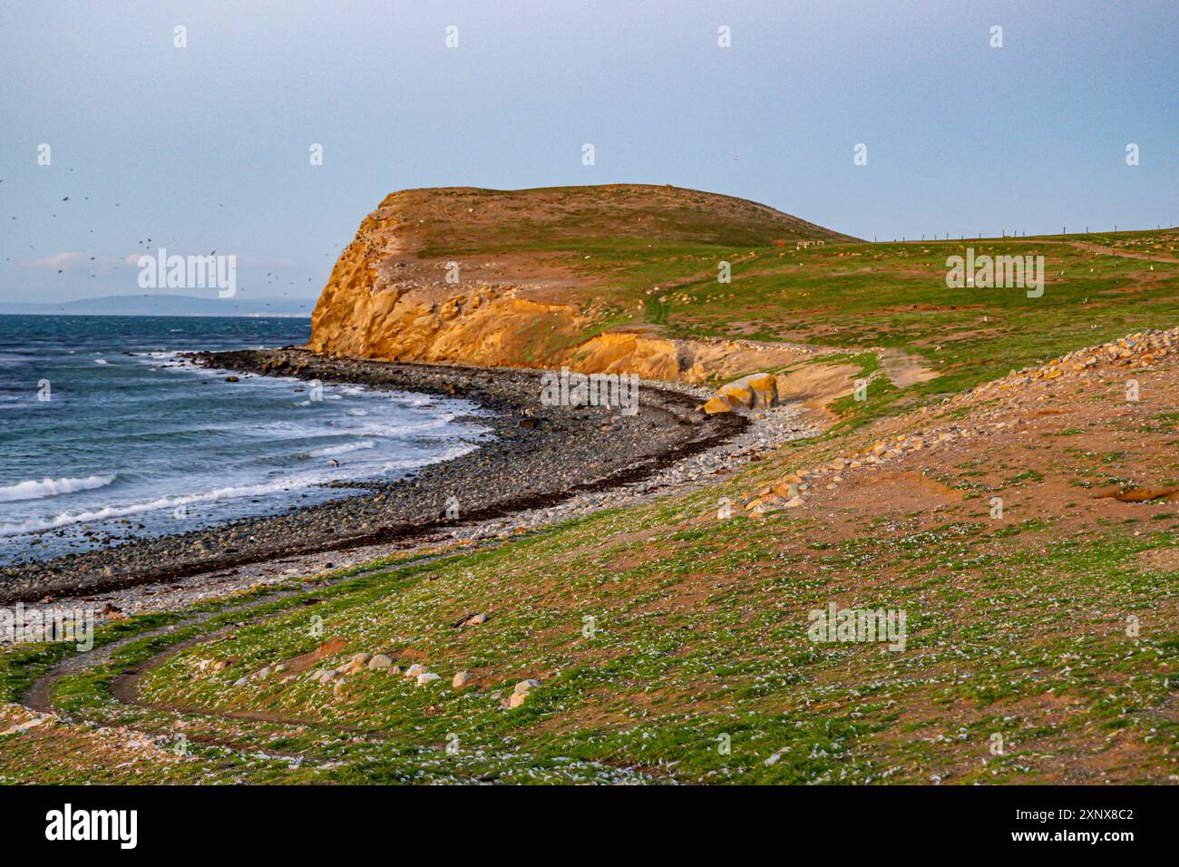 Magdalena Island, Magallanes Region, Punta Arenas, Chile, South America ...