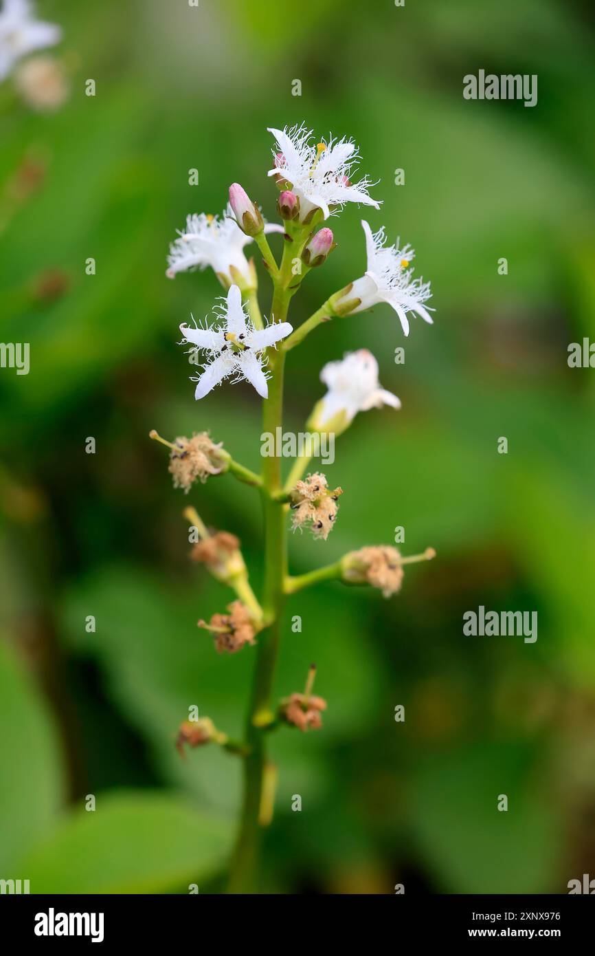 Bitter clover (Menyanthes trifoliata), flowering, blossom, aquatic ...