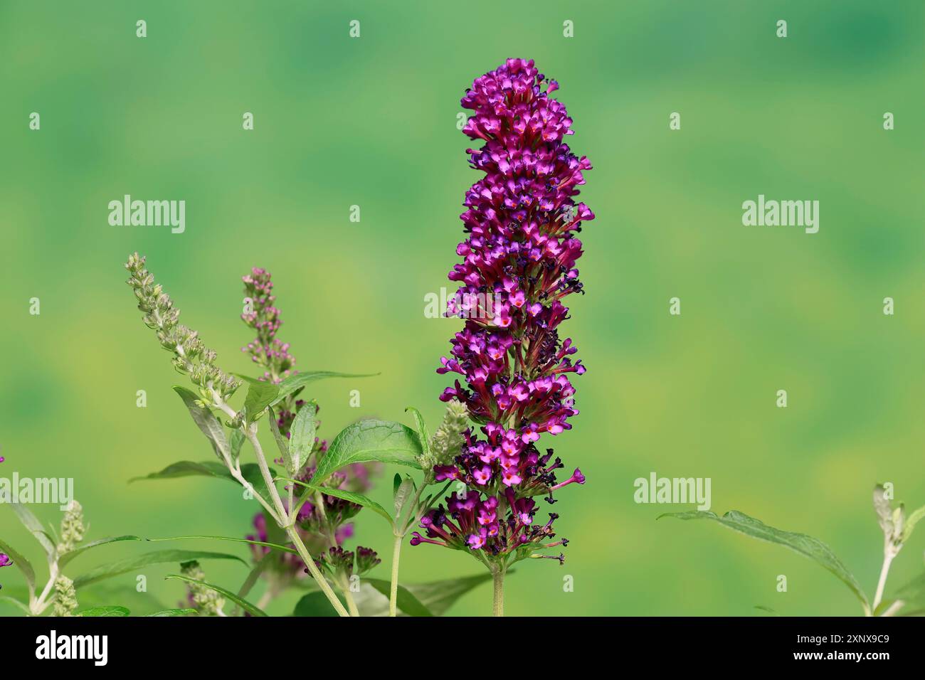 Butterfly-bush (Buddleja davidii), summer lilac, common summer lilac ...