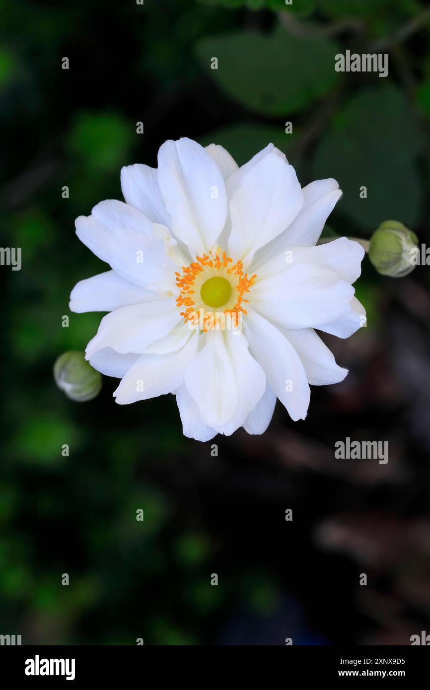Chinese anemone (Anemone hupehensis), flowering, flower, Ellerstadt ...