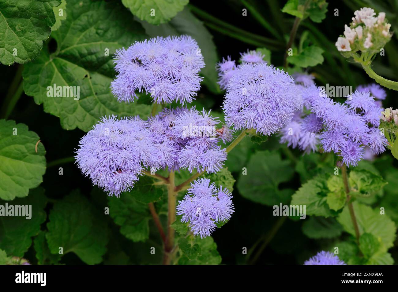 Flossflower (Ageratum houstonianum), flower, Ellerstadt, Germany Stock ...