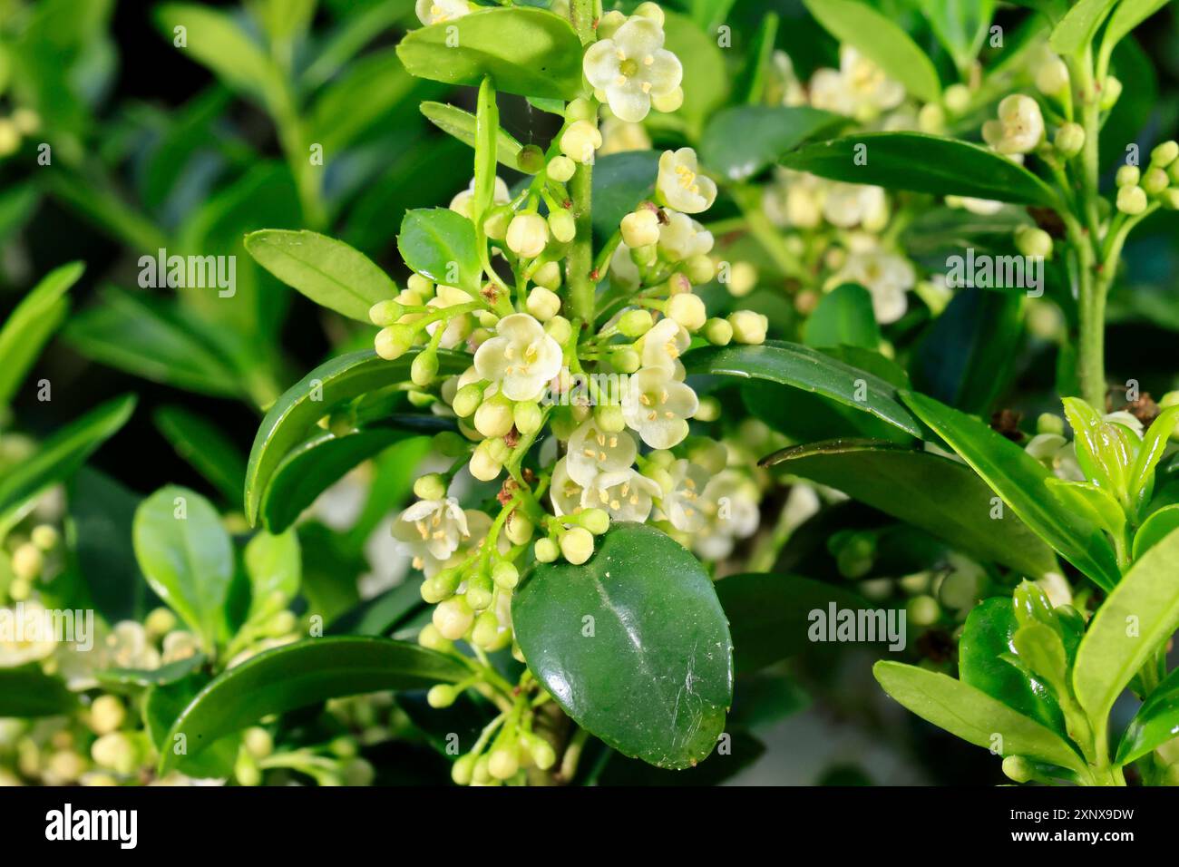 Japanese holly hi-res stock photography and images - Alamy