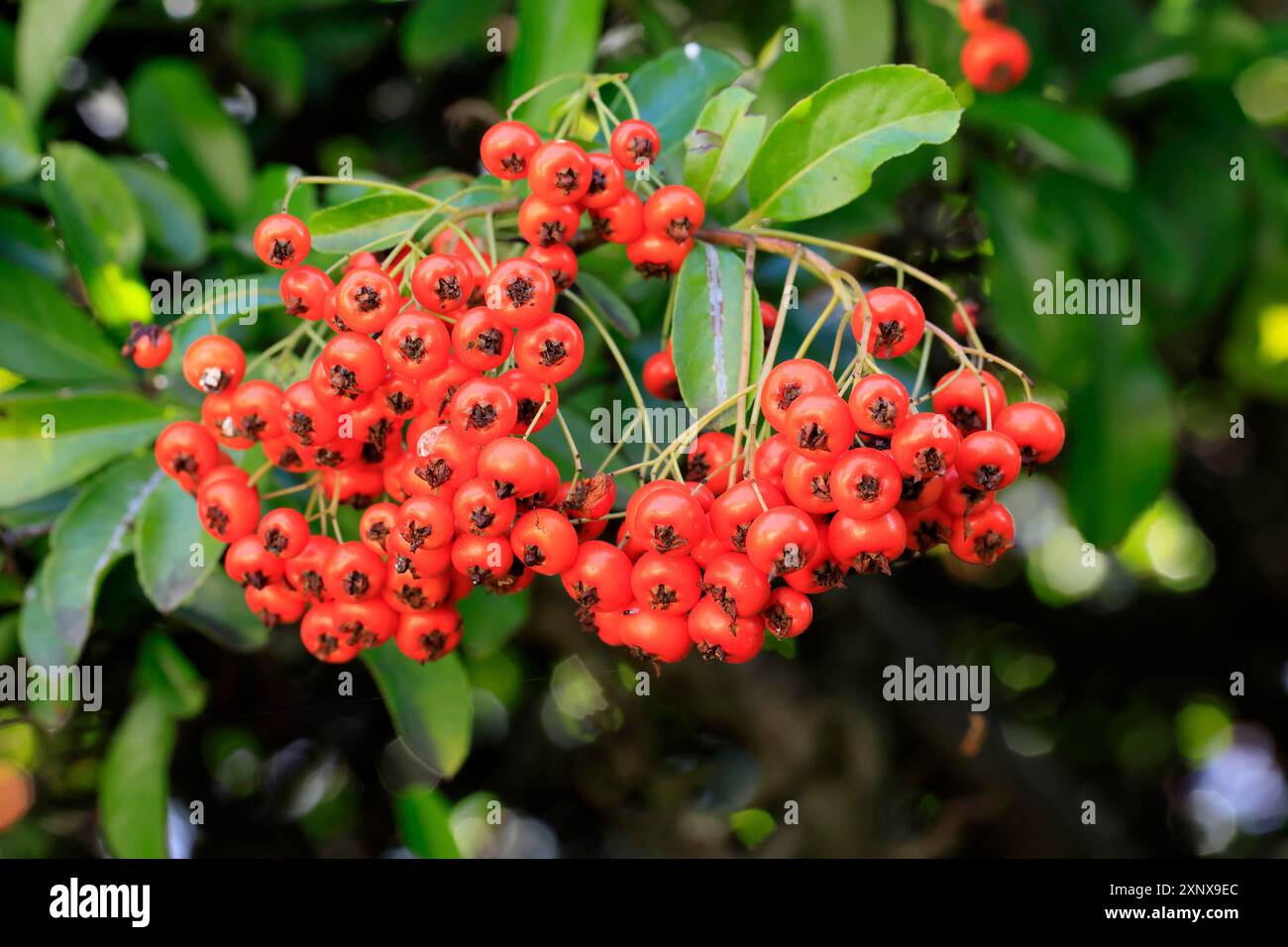 Scarlet firethorn (Pyracantha coccinea), fruits, leaves, shrub, Germany ...