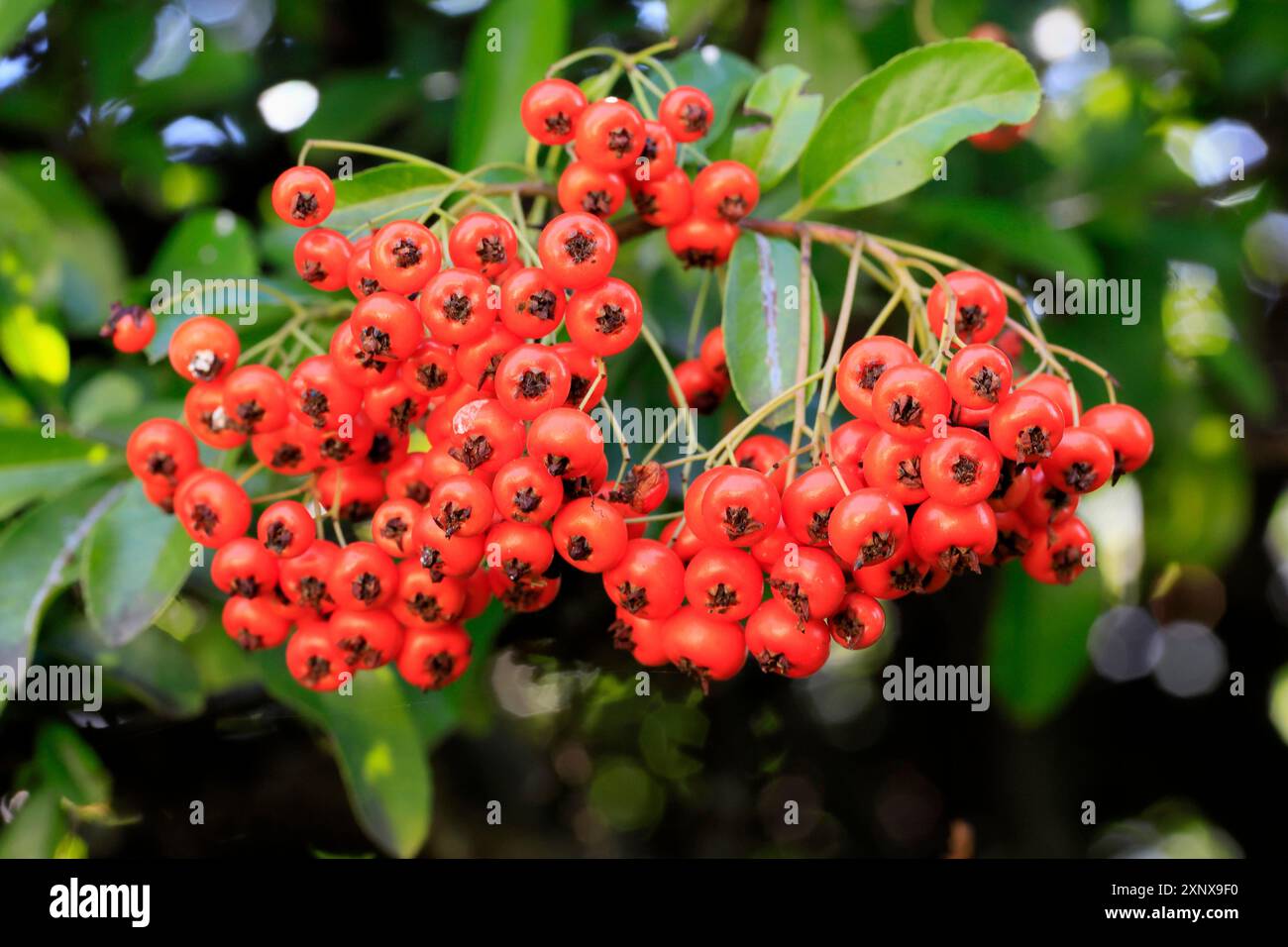 Scarlet firethorn (Pyracantha coccinea), fruits, leaves, shrub, Germany ...