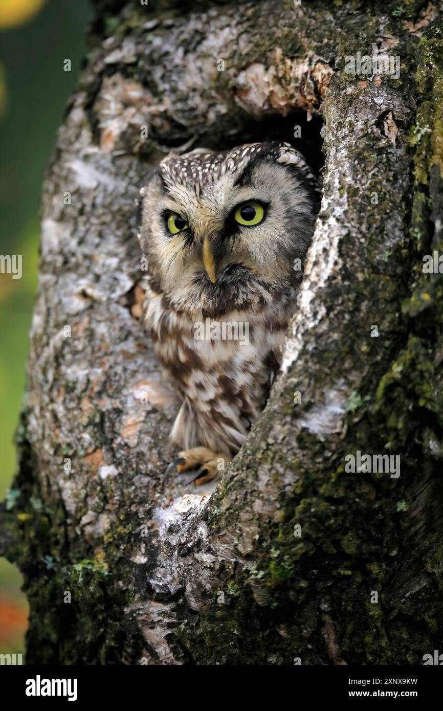 Great horned owl breeding season hi-res stock photography and images ...