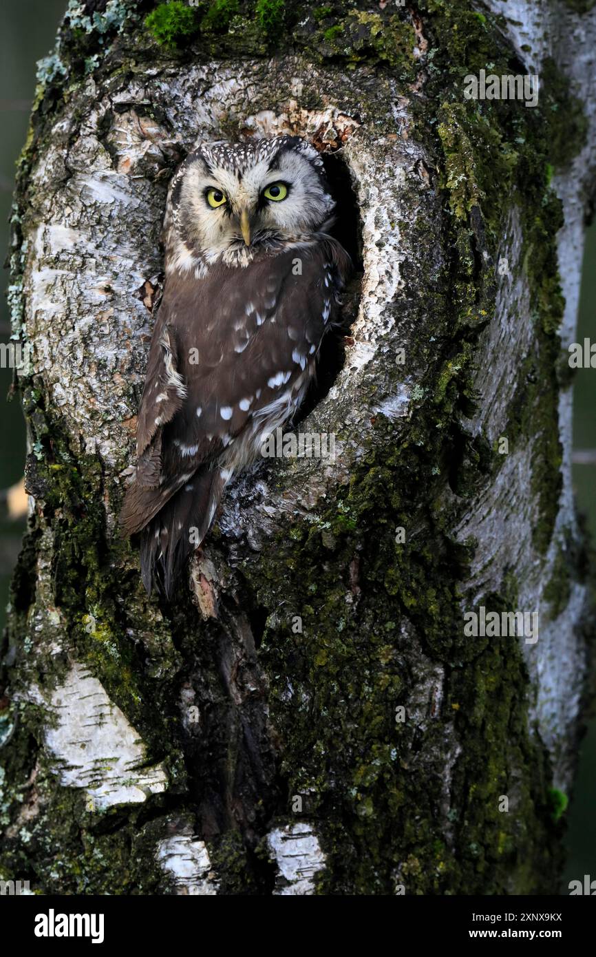 Great horned owl breeding season hi-res stock photography and images ...