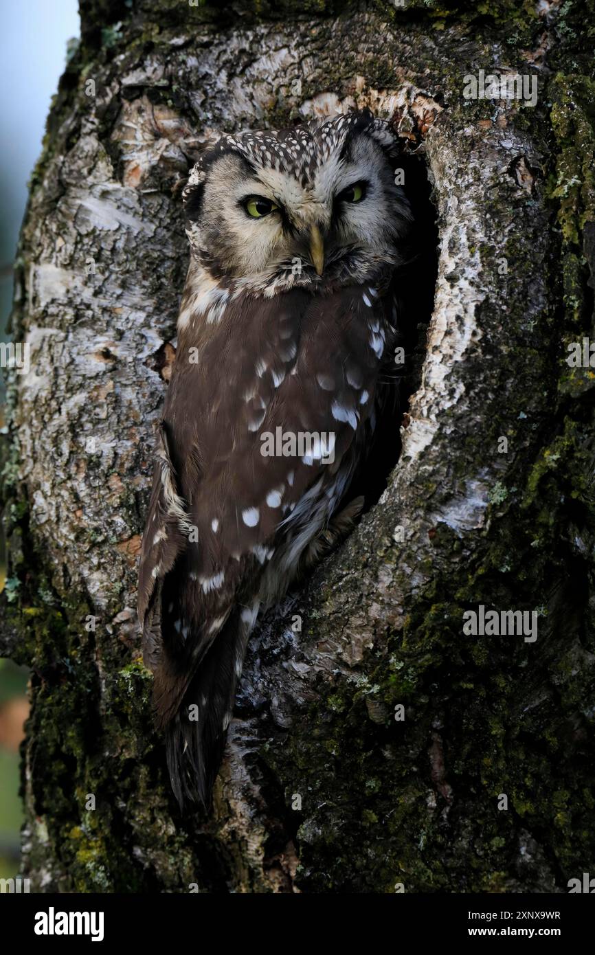 Great horned owl breeding season hi-res stock photography and images ...