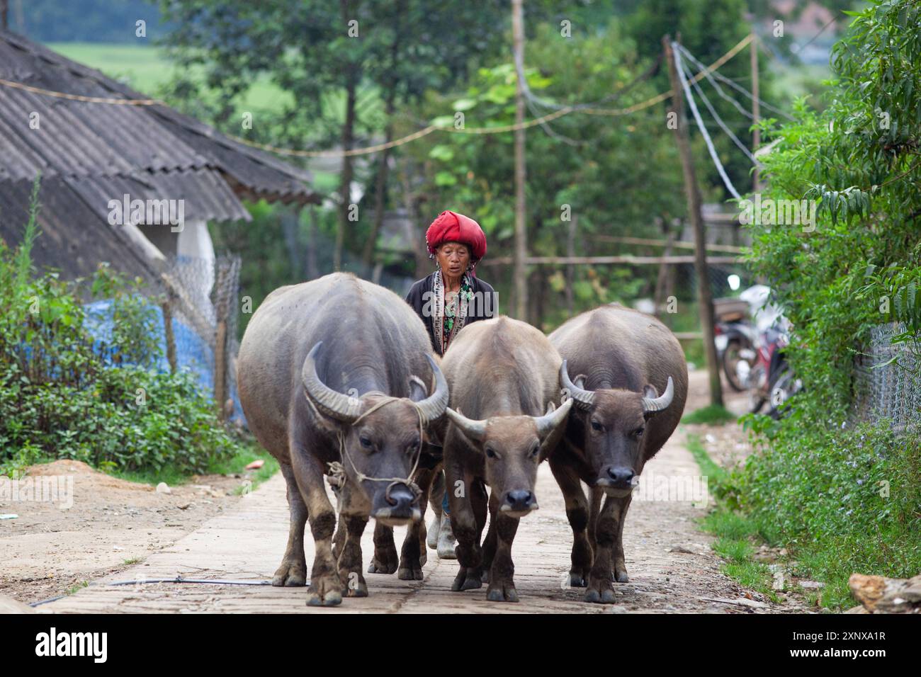 Water buffalo in sapa vietnam hi-res stock photography and images - Alamy