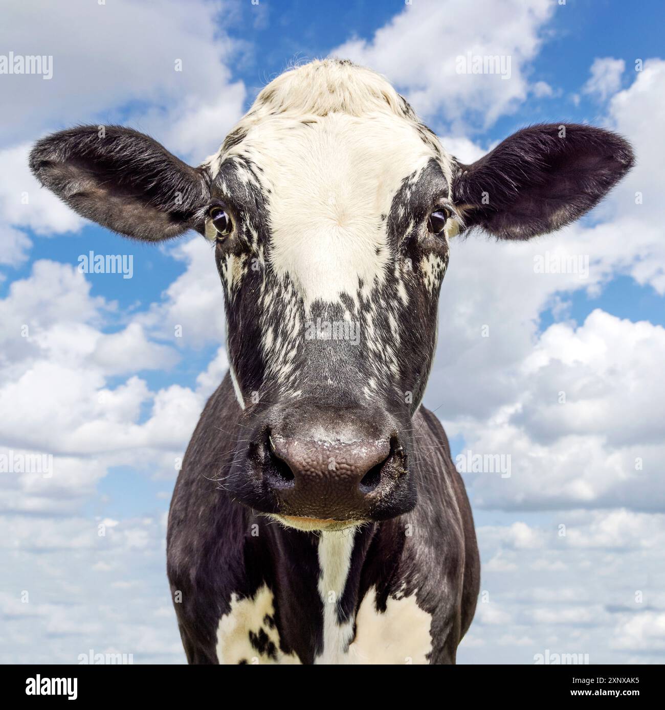 Black pied cow, spotty speckled, in the Netherlands, background a blue ...