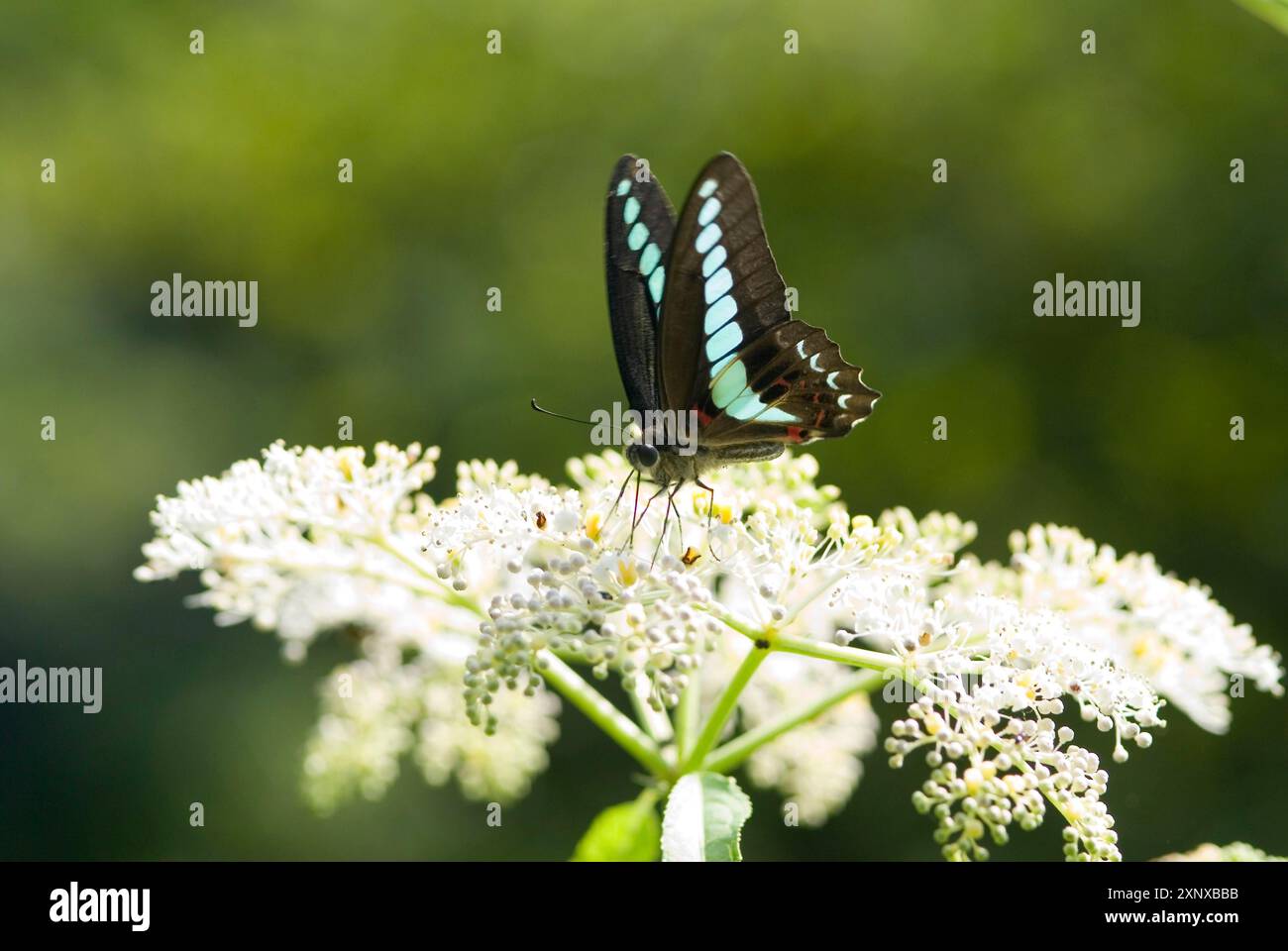 Blue Triangle butterfly (Graphium sarpedon) with brown wings and light ...