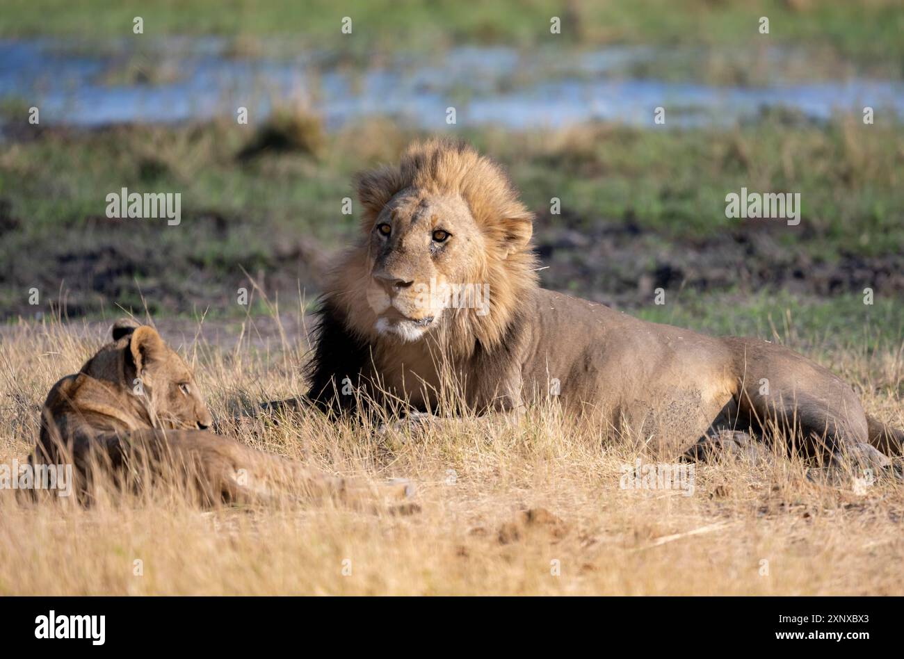 Lion (Panthera leo), adult male and female, lying in dry grass, African ...