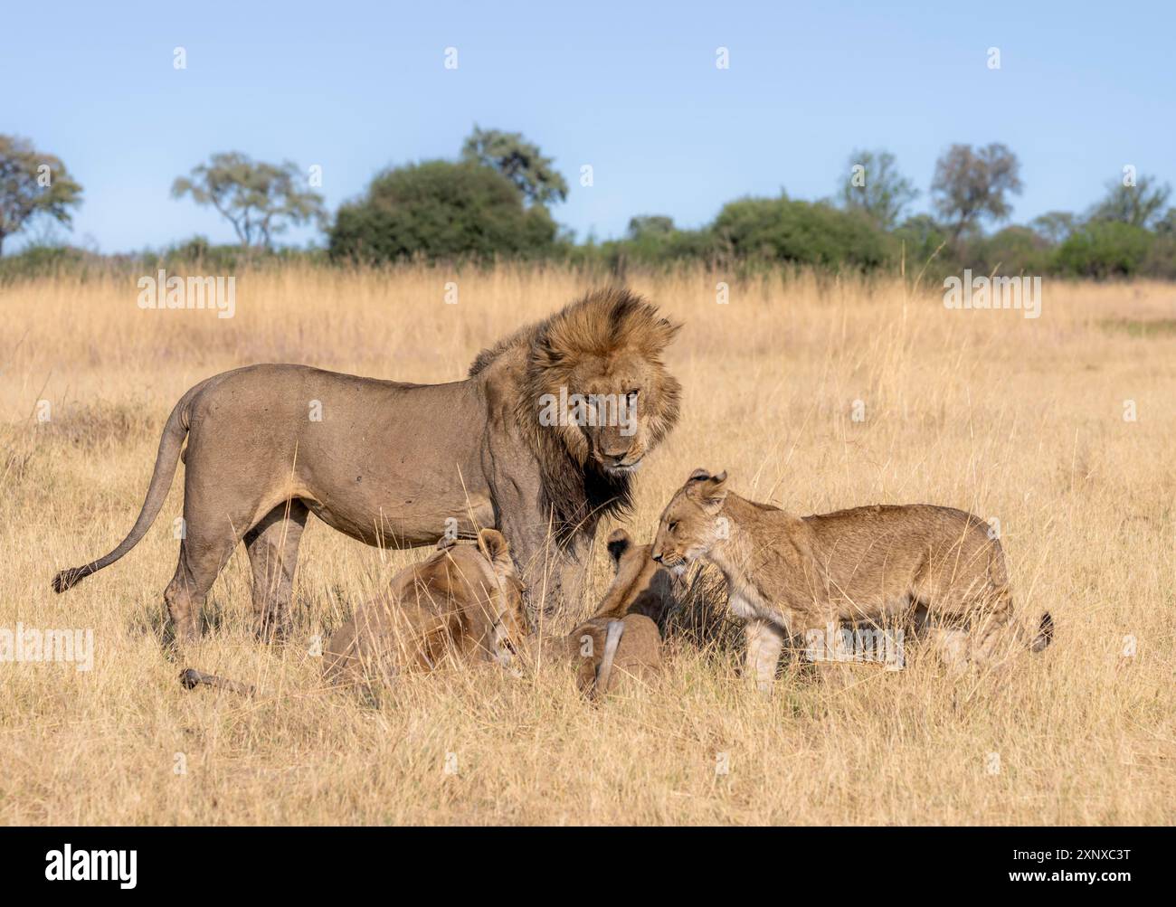Lion (Panthera leo), animal family, adult male and female with two cubs ...