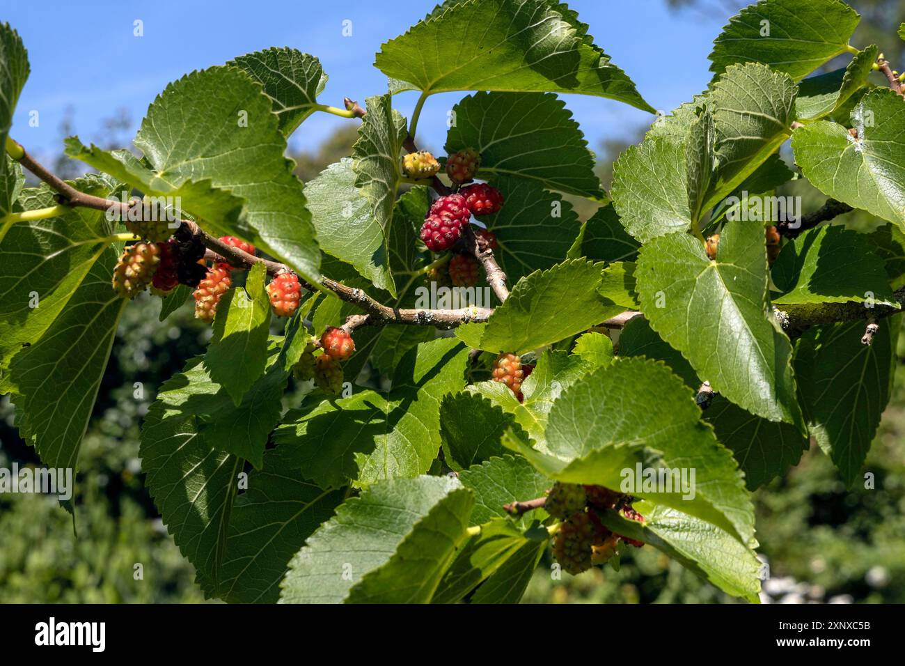 Branch of a mulberry tree Stock Photo - Alamy