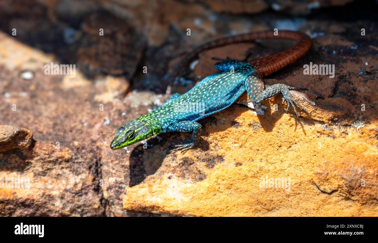 Flat-belted lizard (Platysaurus intermedius wilhelmi), colourful lizard ...