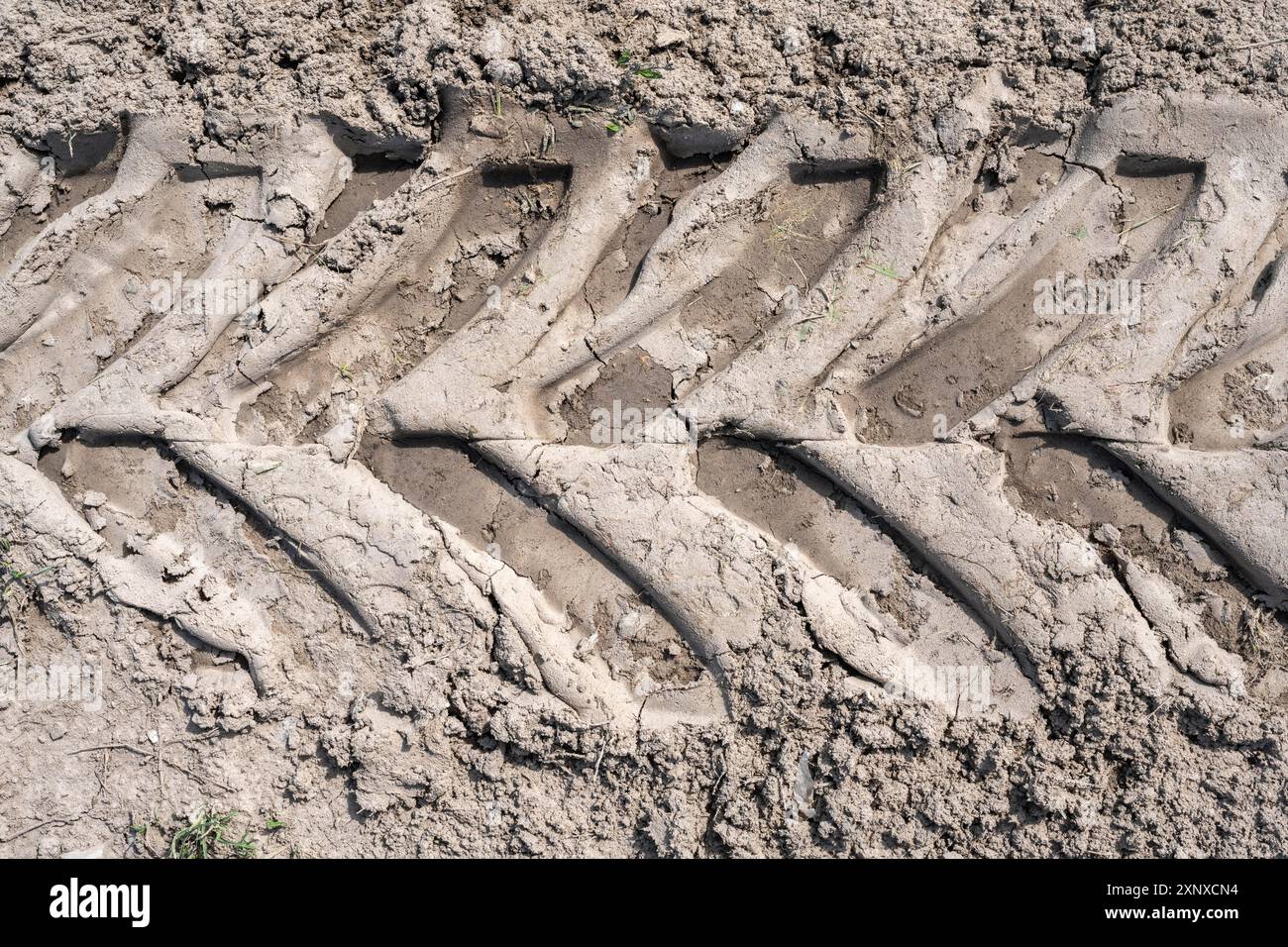 Tyre imprint of a heavy agricultural machine on soil, field, soil ...