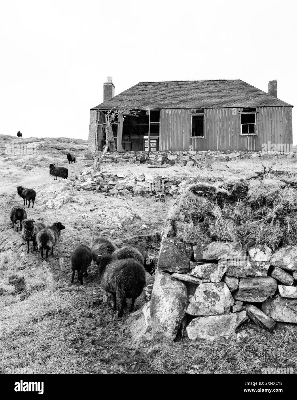 A flock of black sheep and derelict building on the Isle of Scalpay ...