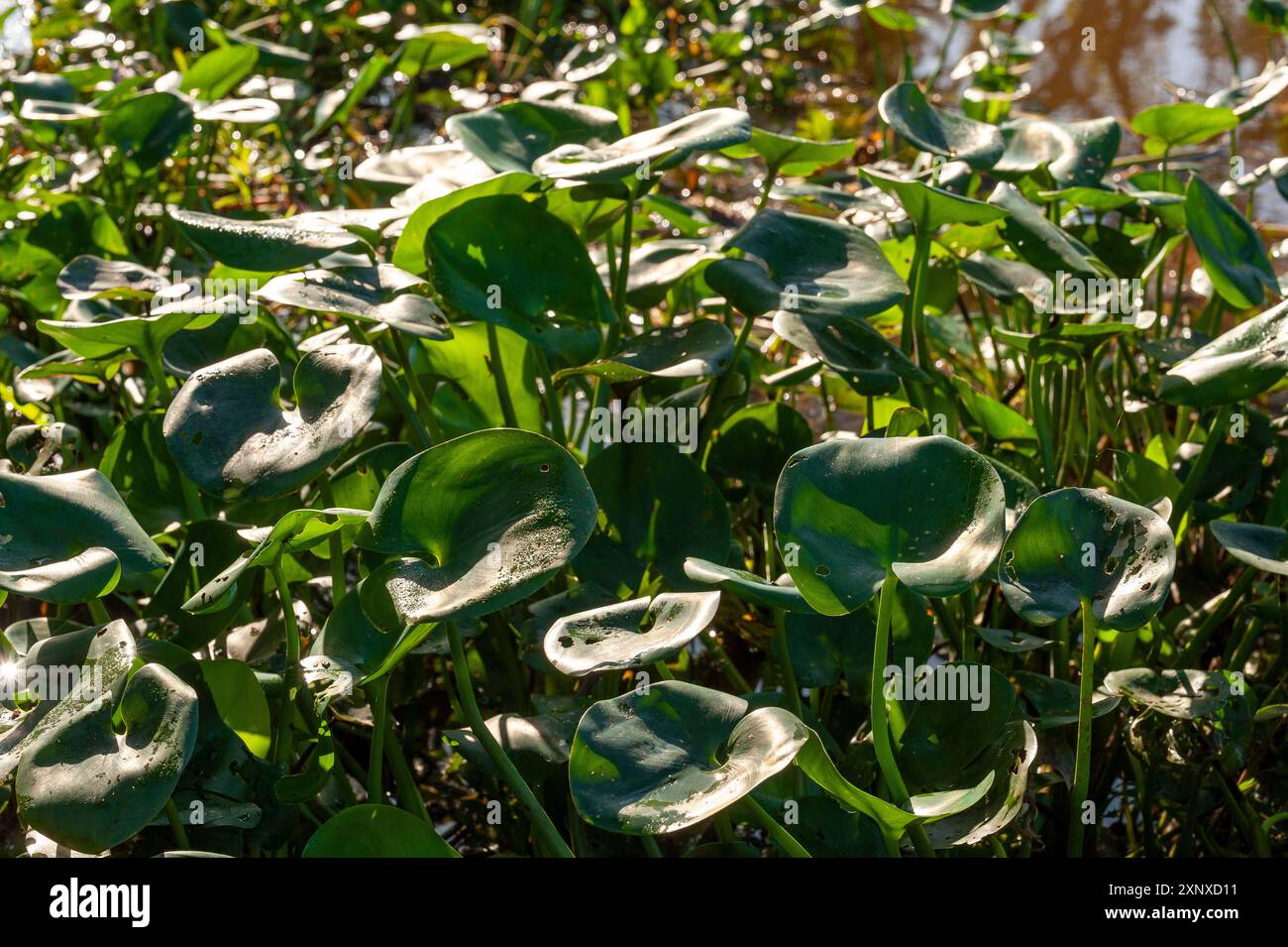 Floating plants called aguapés (Eichornia crassipes), is very common at ...