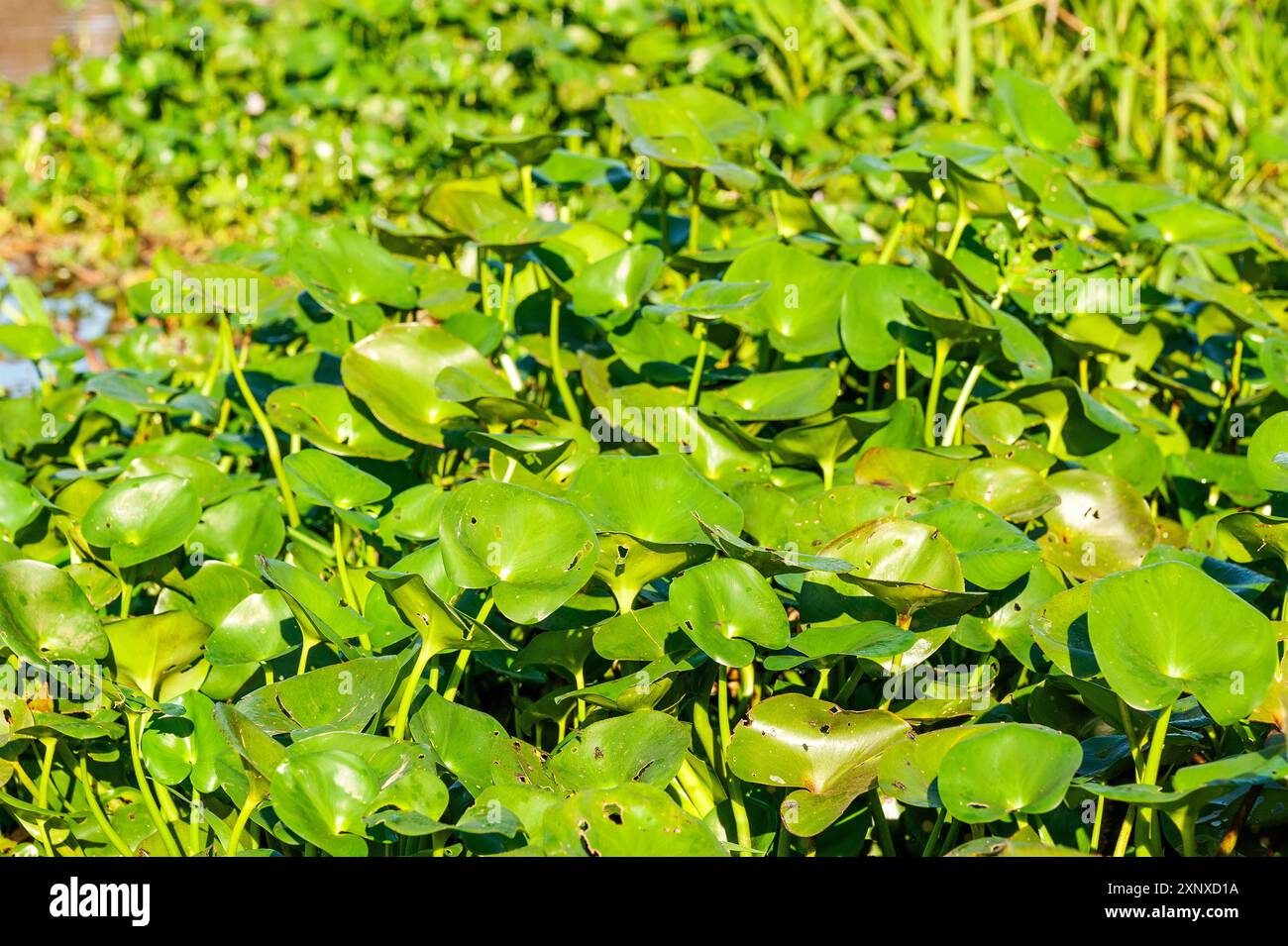 Floating plants called aguapés (Eichornia crassipes), is very common at ...
