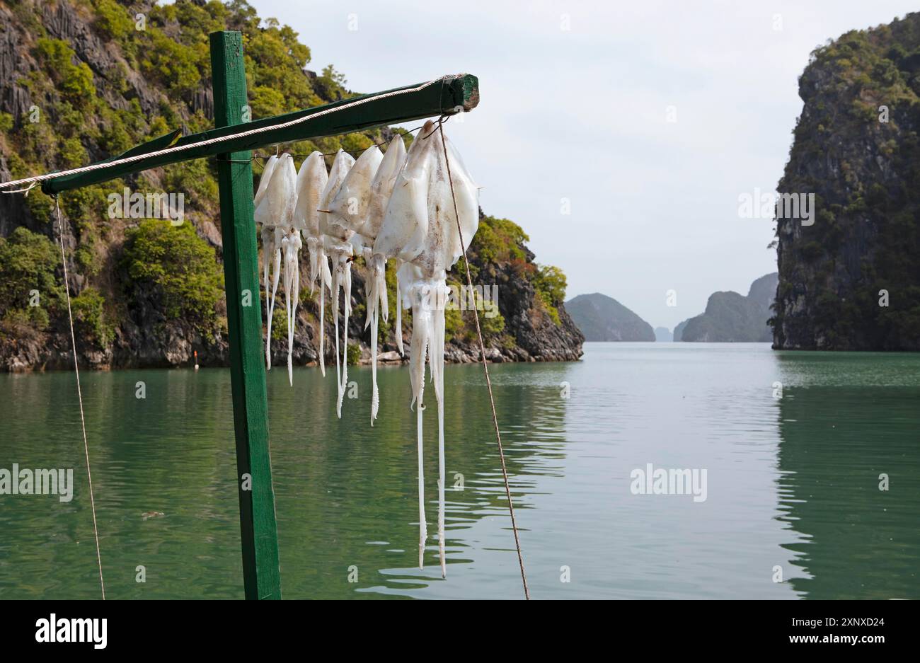 Squid hanging in the sun to dry, behind the karst rocks of Lan Ha Bay ...