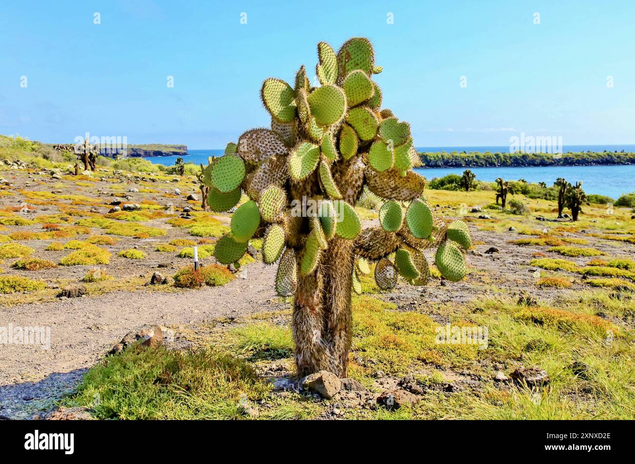 Opuntia Prickly Pear cacti on South Plaza island, Galapagos, UNESCO ...