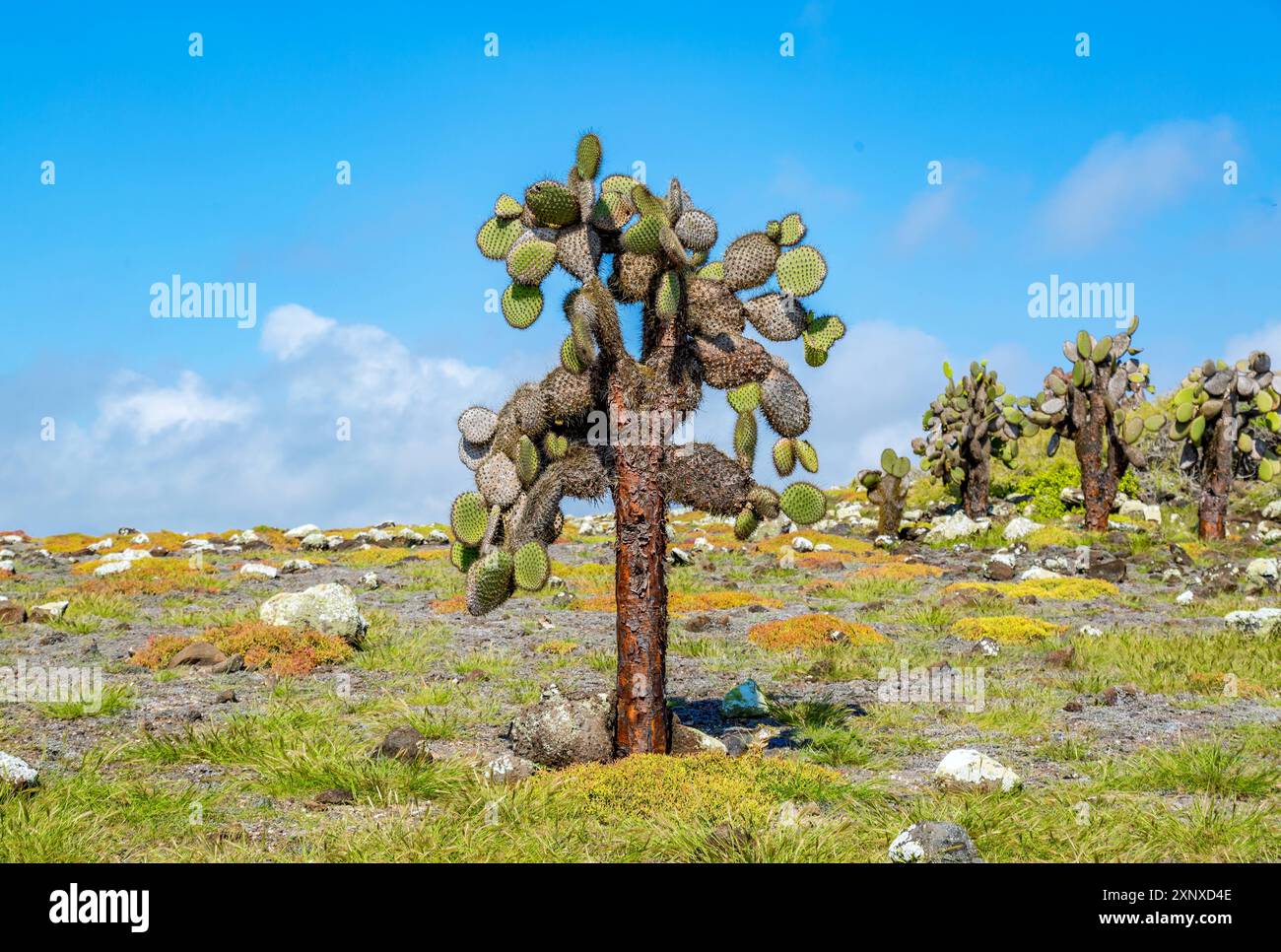 Giant Prickly Pear Cactus Opuntia cacti on South Plaza, Galapagos ...