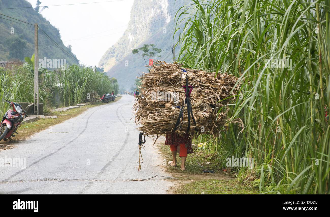 Vietnamese woman carrying harvested corn on her back, northern ...