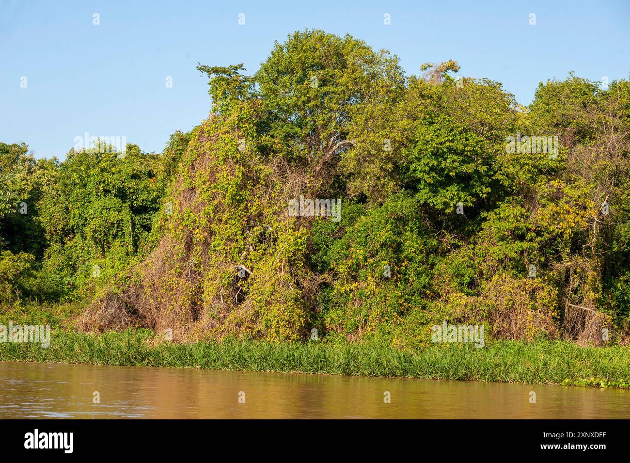 Dense pristine forest on the banks of rivers is the jaguar habitat ...