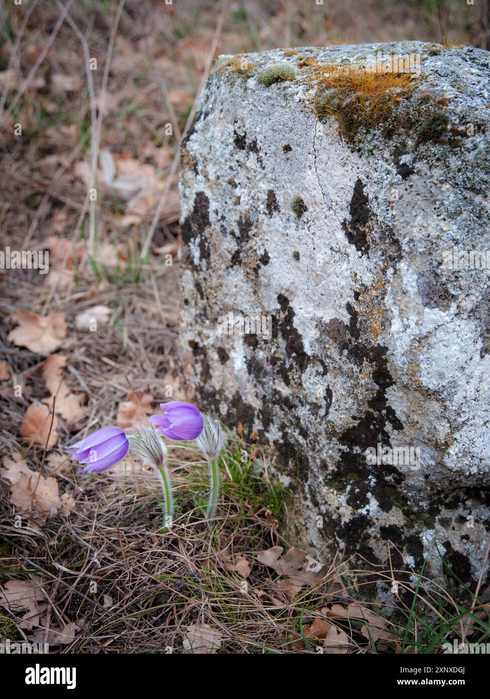 Crocus in spring in bloom Stock Photo - Alamy