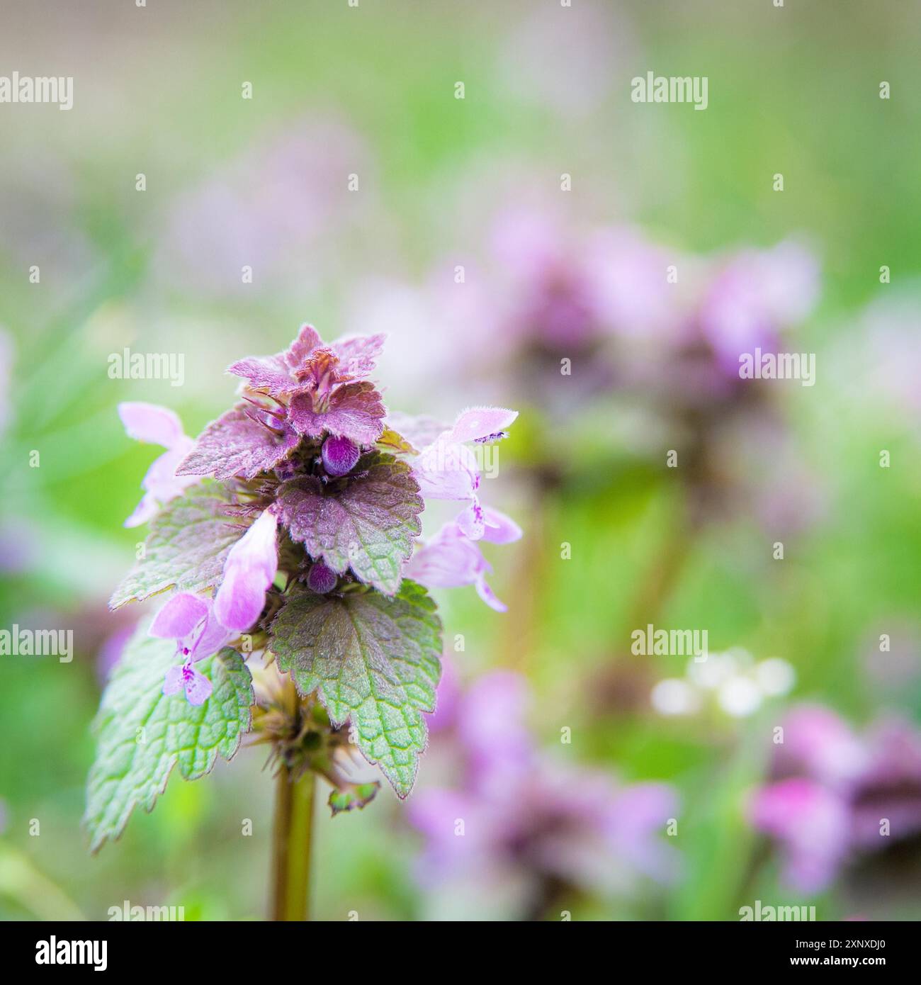 Spring nettle hi-res stock photography and images - Alamy