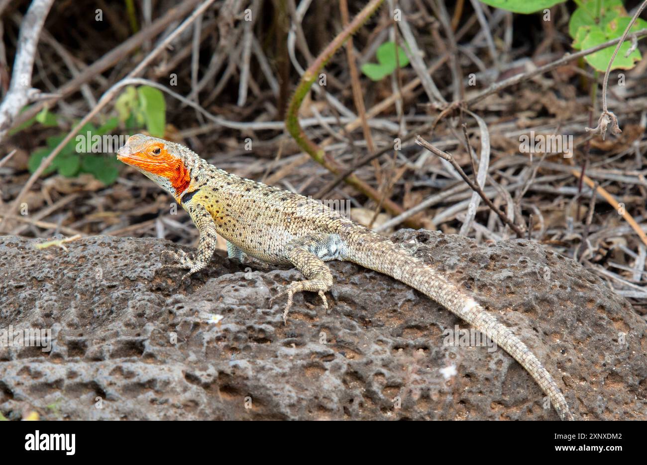 Lava Lizard microlophus on Floreana island, Galapagos, UNESCO World ...