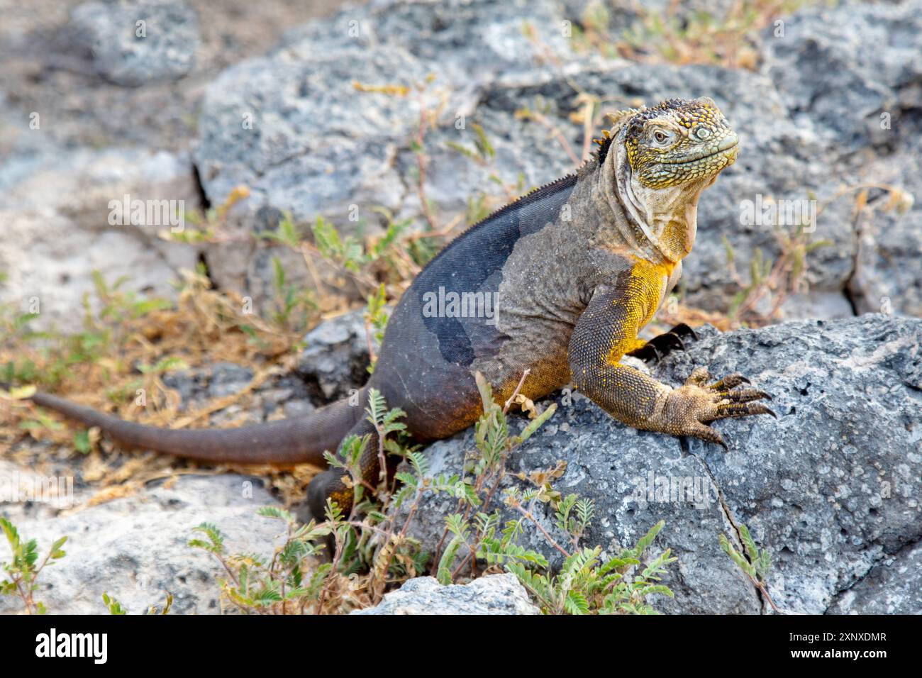 Galapagos Land Iguana Conolophus subcristatus, large lizard can can ...
