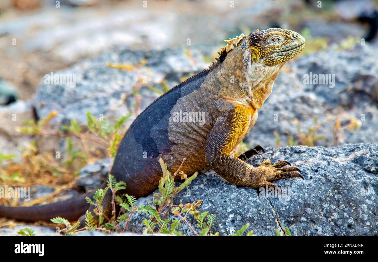 Galapagos Land Iguana Conolophus subcristatus, large lizard can can ...