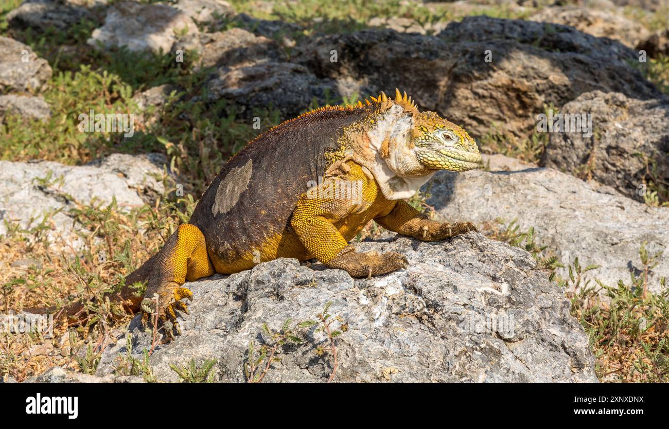 Galapagos Land Iguana Conolophus subcristatus, large lizard can can ...