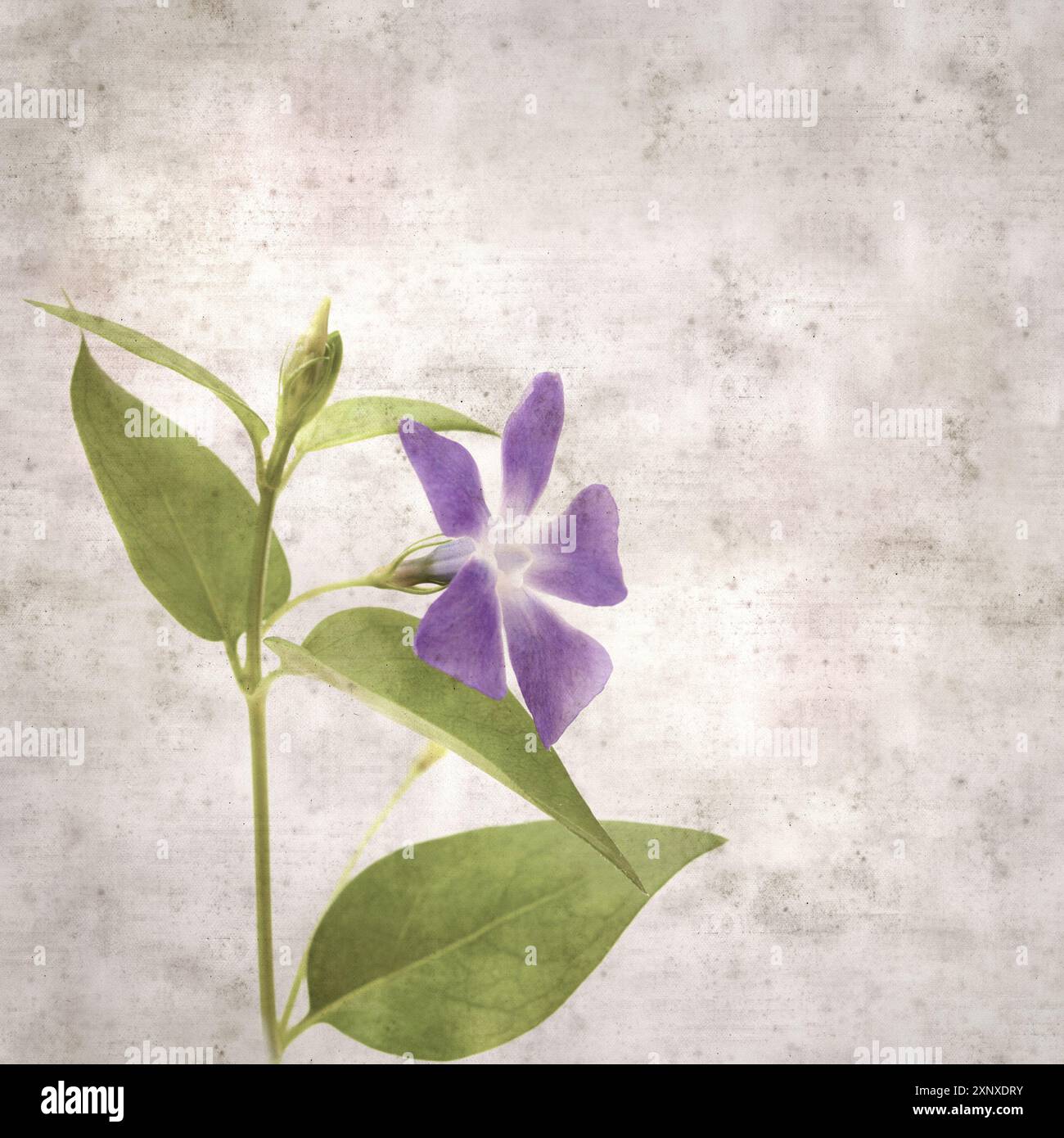 square stylish old textured paper background with blue Vinca major ...