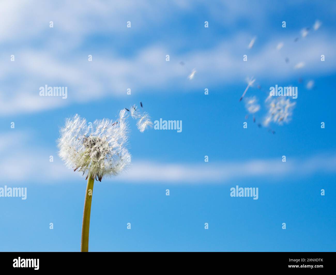 Dandelion seed blowin by the wind Stock Photo - Alamy
