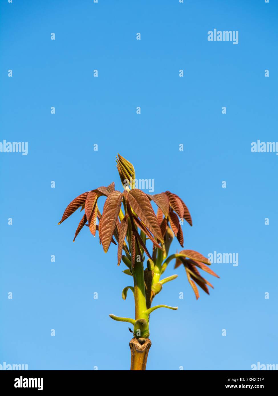 Walnut tree new leaves hi-res stock photography and images - Alamy