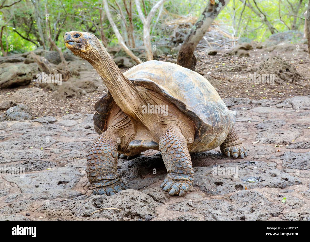 Galapagos Giant Tortoise Chelonoidis chathamensis, can live for over ...