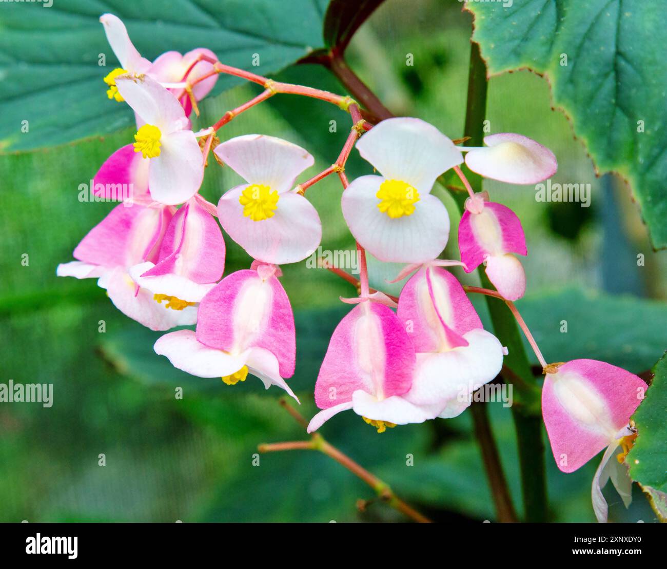 Blumendarstellung hi-res stock photography and images - Alamy