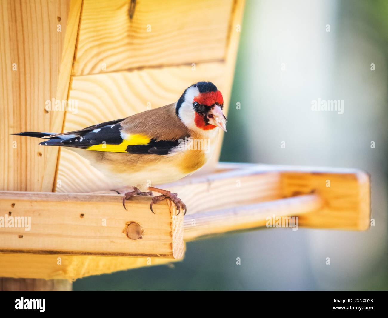 European goldfinch birdhouse hi-res stock photography and images - Alamy