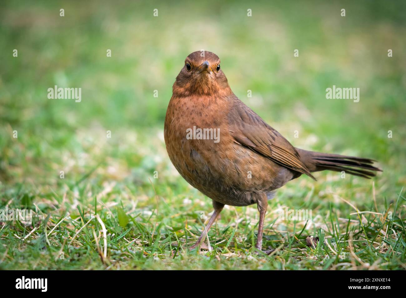 Female blackbird in the garden Stock Photo - Alamy