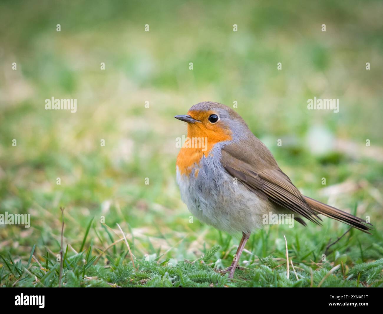 Robin in the grass hi-res stock photography and images - Alamy